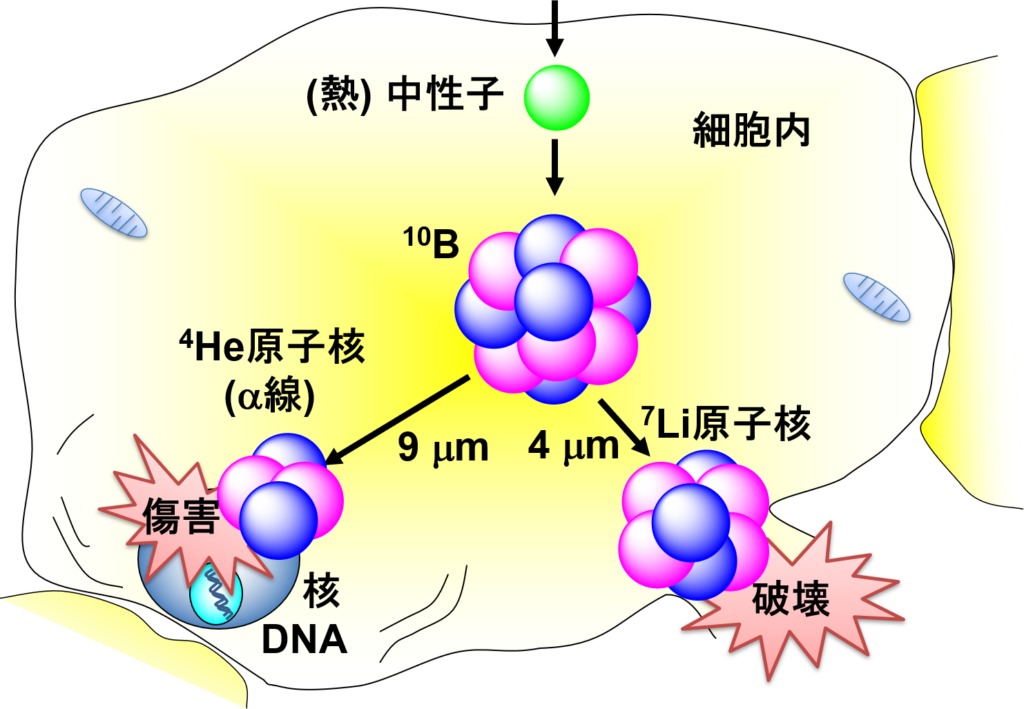 bnct01 | HIMC 阪和インテリジェント医療センター